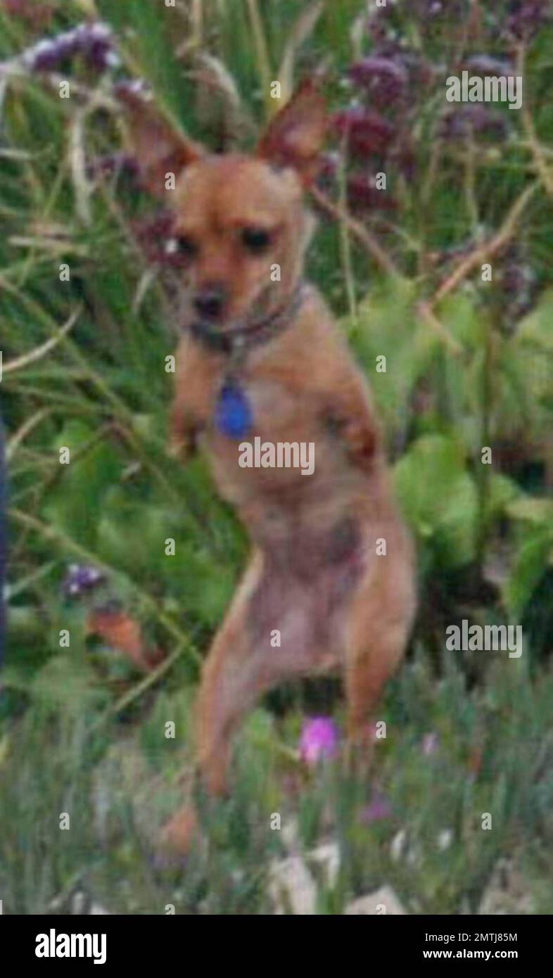 Exclusive!! Sandra Bullock spends a day at her beach house with her two ...