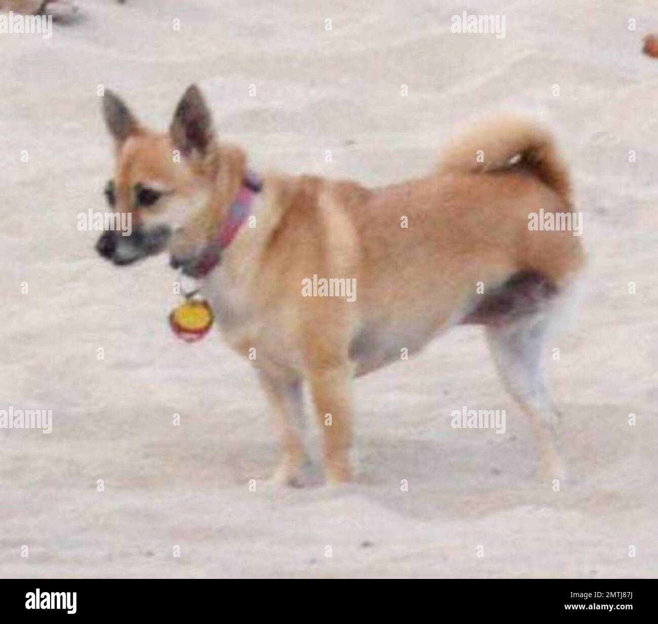 Exclusive!! Sandra Bullock spends a day at her beach house with her two ...