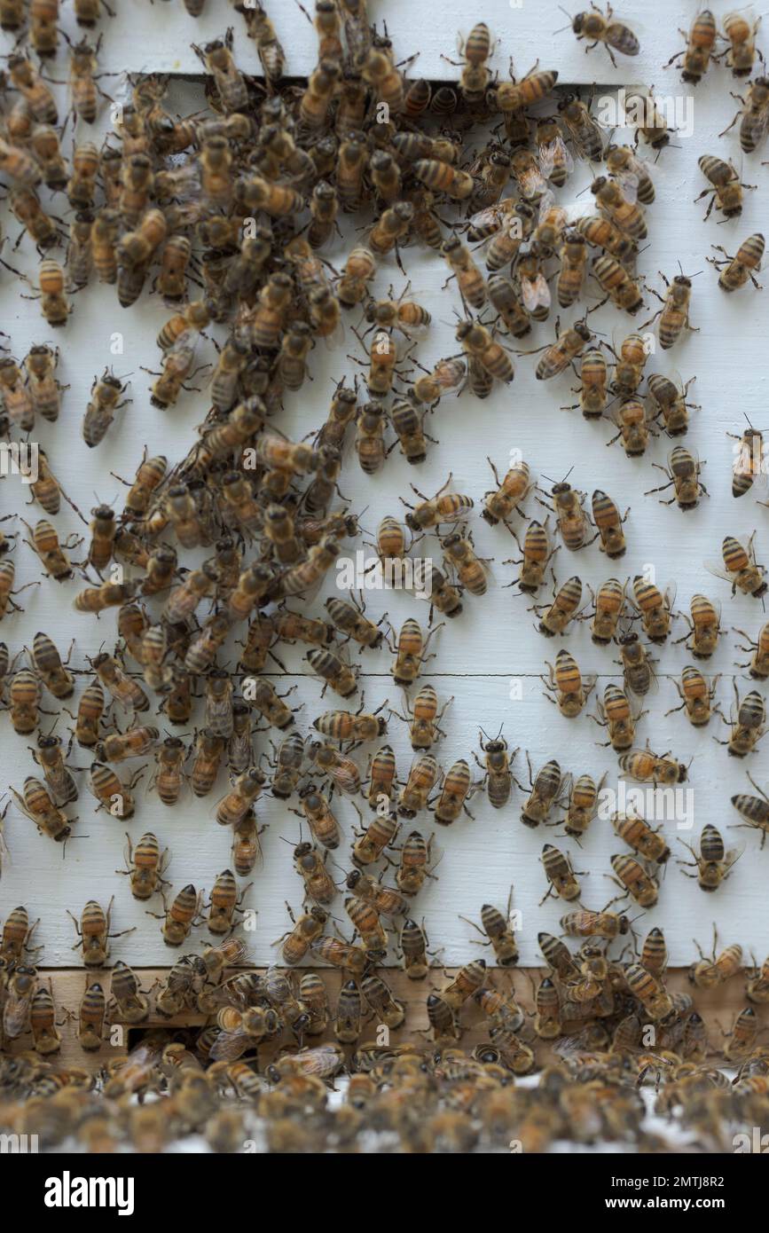 Active insects hi-res stock photography and images - Alamy