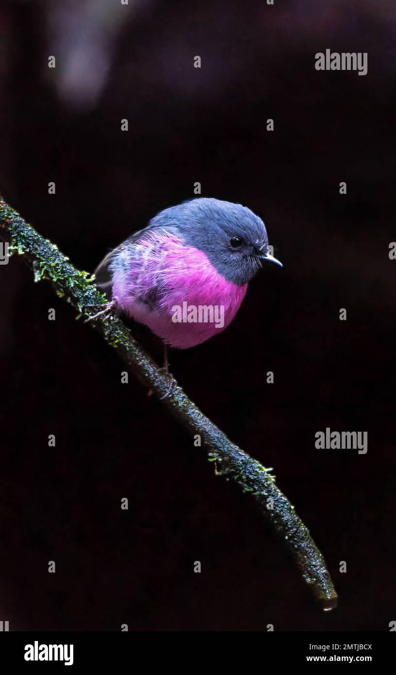 Pink robin bird hi-res stock photography and images - Alamy