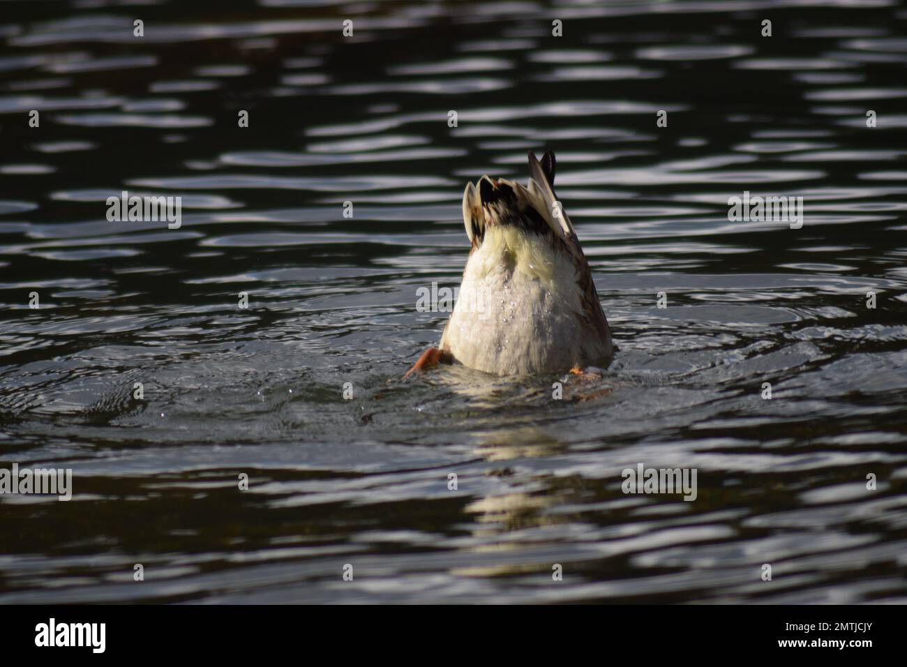 Duck upside down in water hi-res stock photography and images - Alamy