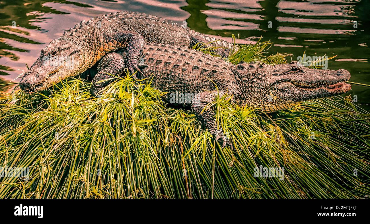 Two alligators laying on the fresh grass Stock Photo - Alamy