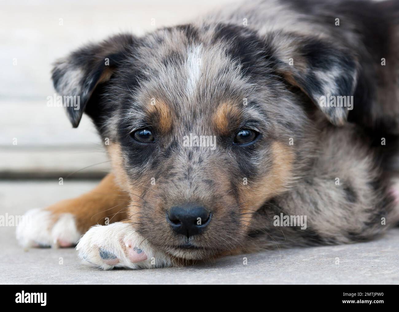 A portrait of a sad Australian Cattle Dog lying on the ground Stock ...