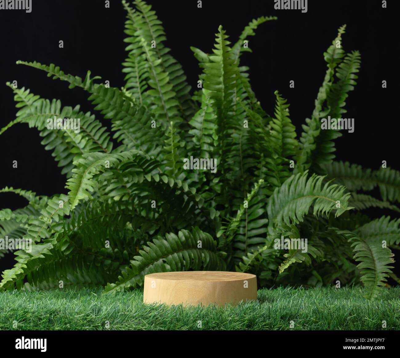 empty wood podium on green grass fern tropical forest plant on black ...