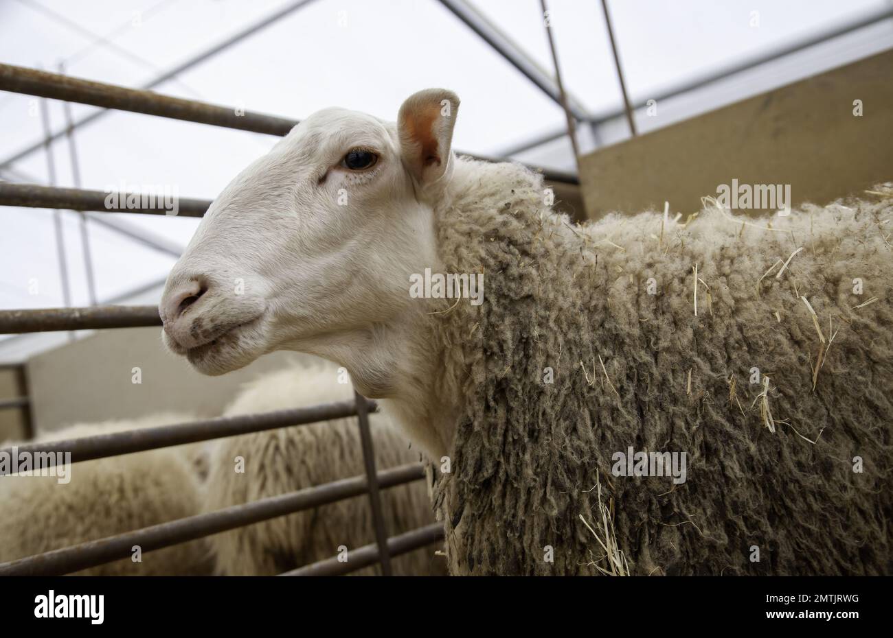 Detail of mammals in a farm, meat industry Stock Photo - Alamy