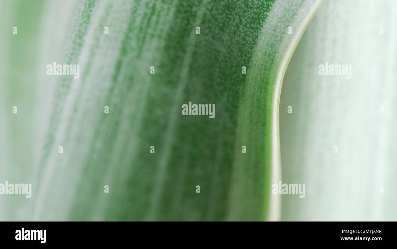Close up macro sansevieria trifasciata cv pattern leave texture ...