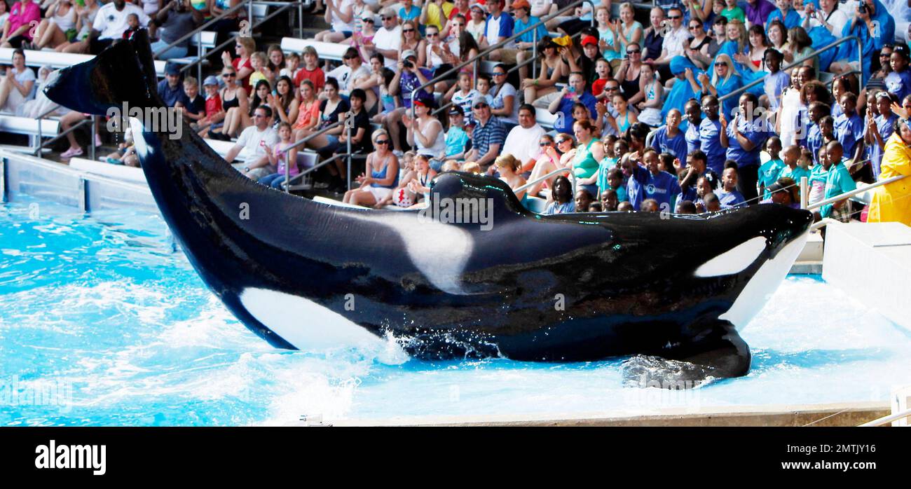 Whale Show Orca Wikipedia