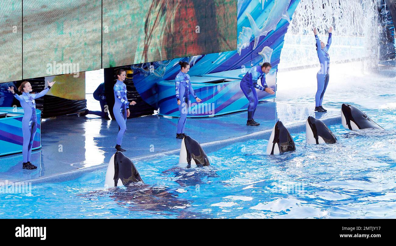 SeaWorld Orlando debuted their new killer whale show 'One Ocean' today ...
