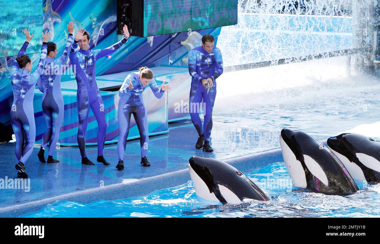 SeaWorld Orlando debuted their new killer whale show 'One Ocean' today ...