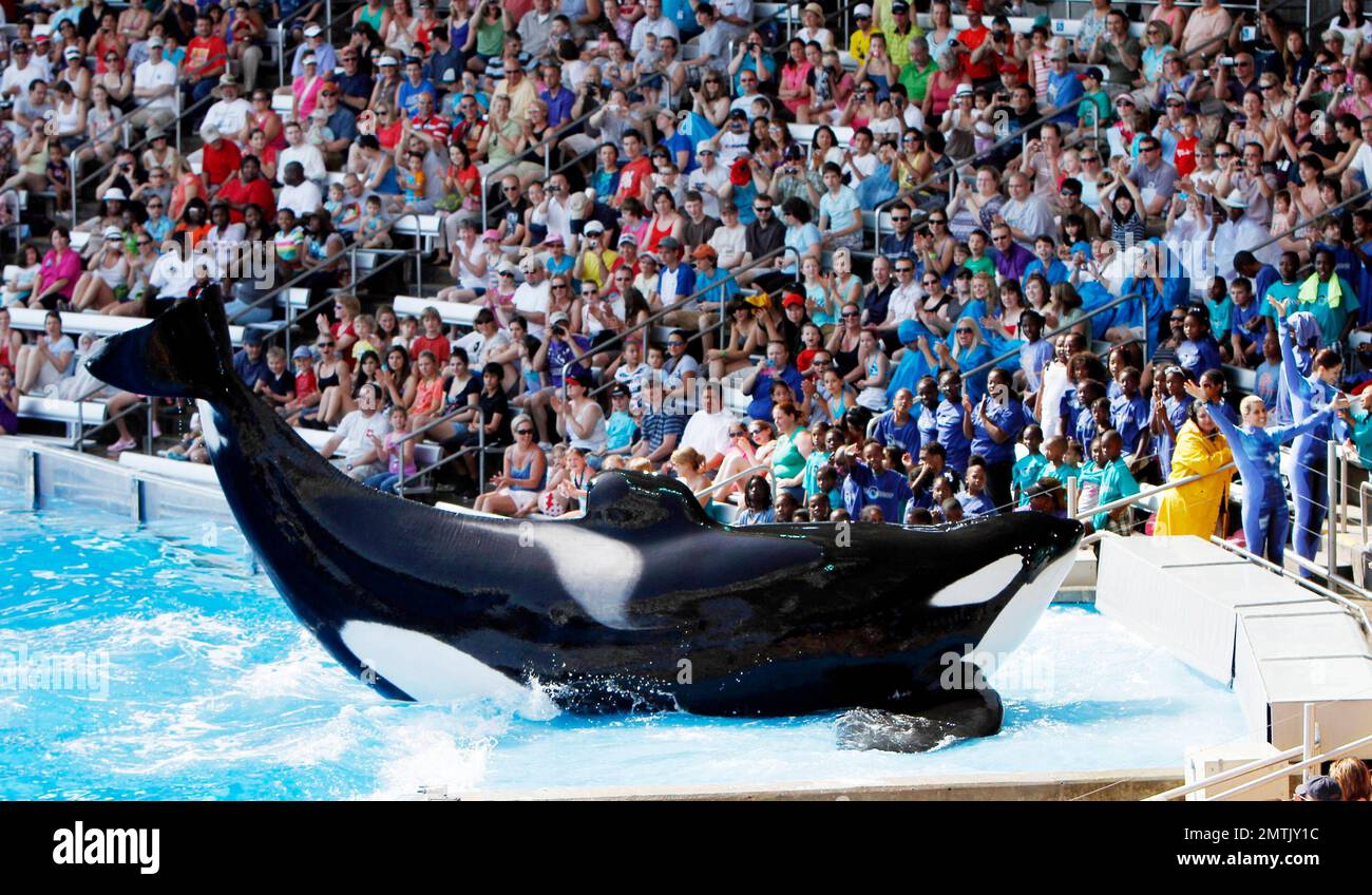 SeaWorld Orlando debuted their new killer whale show 'One Ocean' today ...