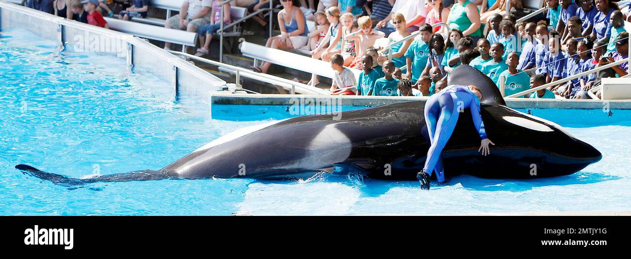 SeaWorld Orlando debuted their new killer whale show 'One Ocean' today ...