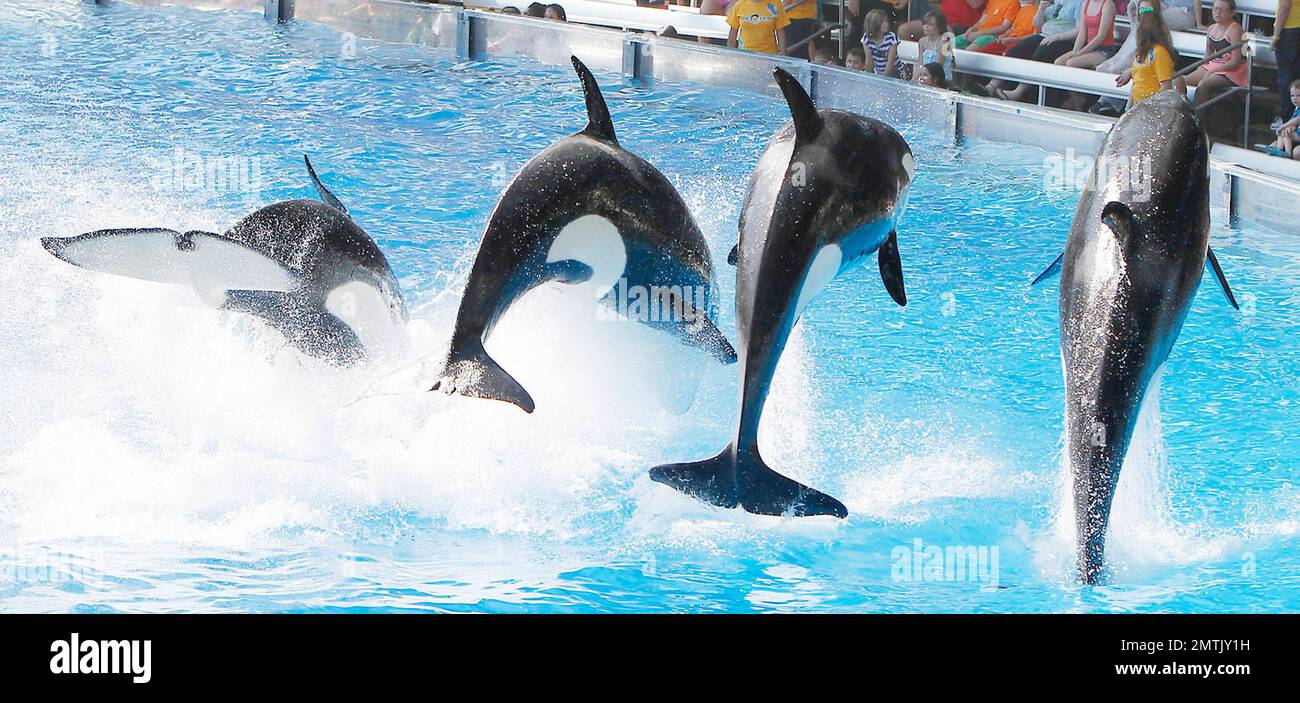 SeaWorld Orlando debuted their new killer whale show 'One Ocean' today ...