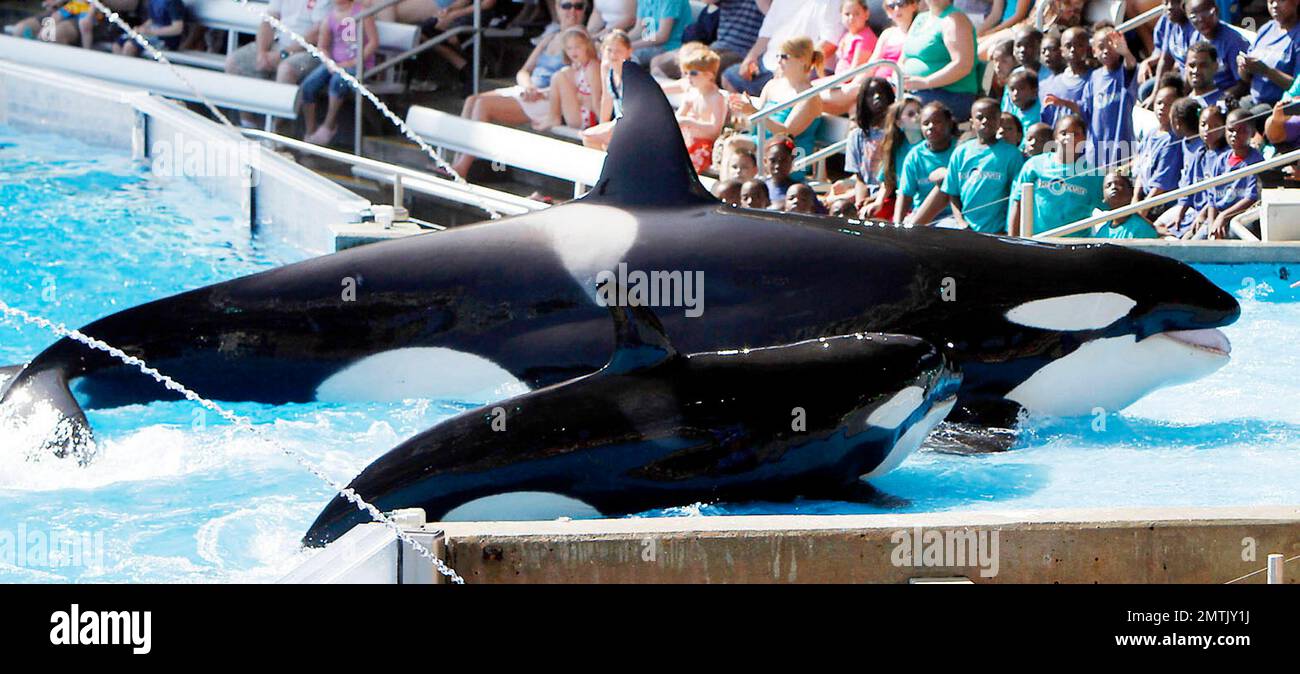 SeaWorld Orlando debuted their new killer whale show 'One Ocean' today ...