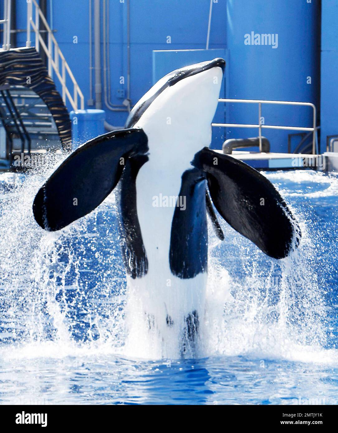 SeaWorld Orlando debuted their new killer whale show 'One Ocean' today to a full house. The show ...