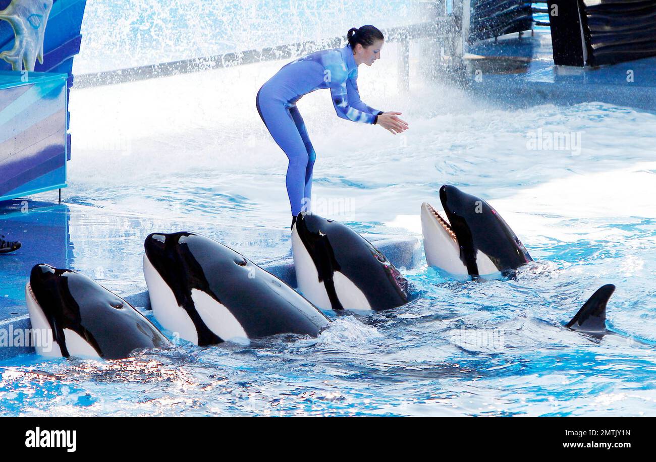 SeaWorld Orlando debuted their new killer whale show 'One Ocean' today ...