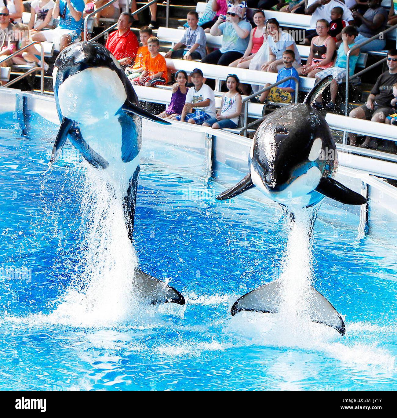 SeaWorldlando debuted their new killer whale show 'One Ocean' today to ...