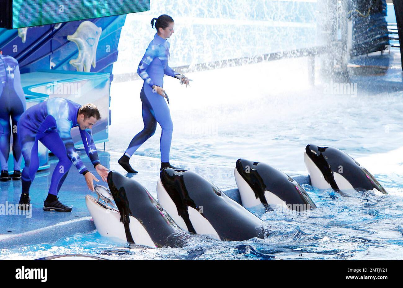 SeaWorldlando debuted their new killer whale show 'One Ocean' today to ...