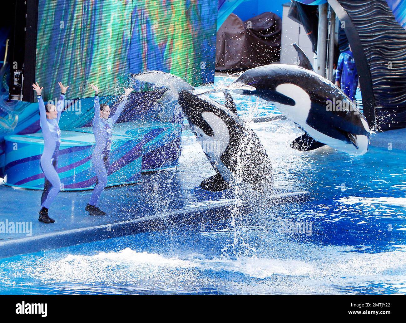 SeaWorldlando debuted their new killer whale show 'One Ocean' today to ...