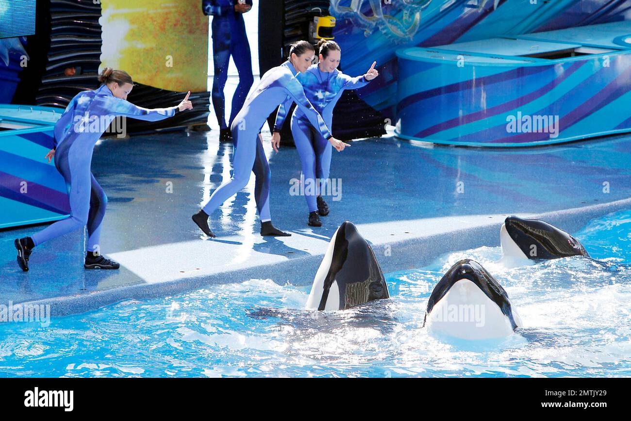 SeaWorldlando debuted their new killer whale show 'One Ocean' today to ...