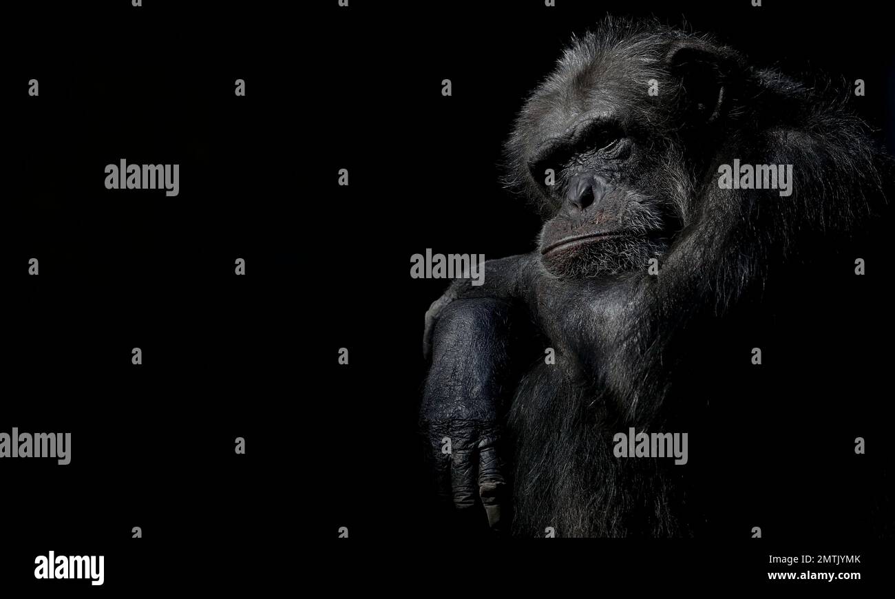 A monkey sits inside his enclosure at the former city zoo now known as ...