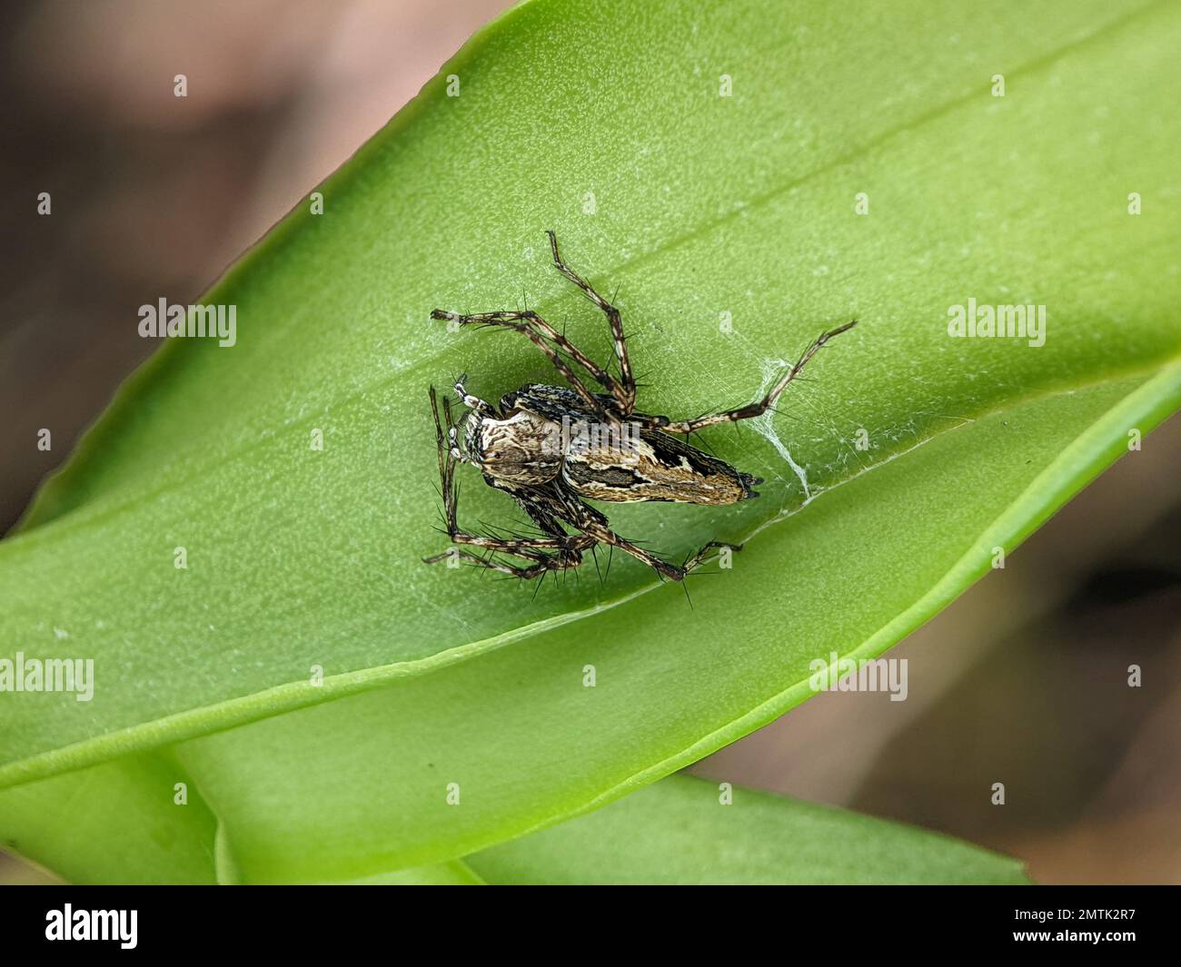 Big jumping spider on a leaf getting ready to pounce on prey in the ...