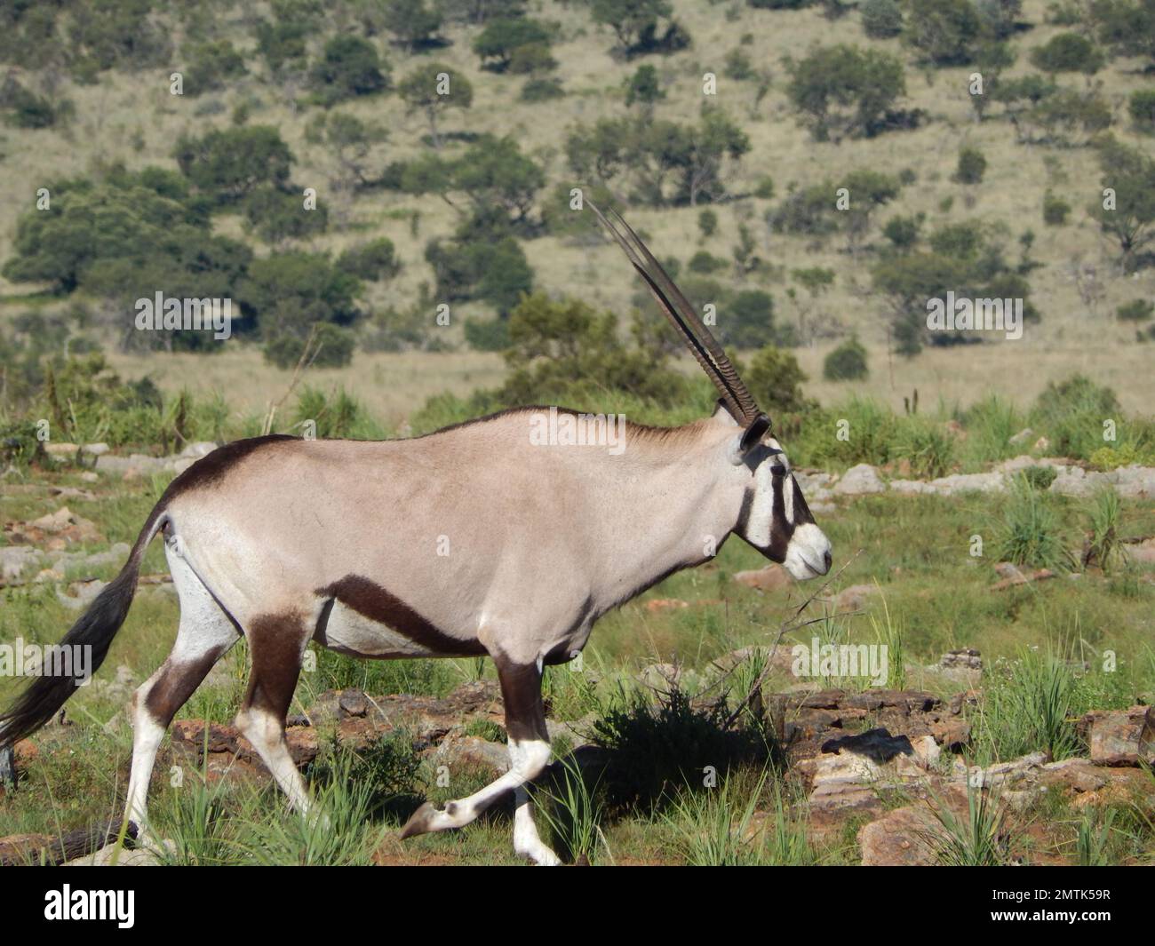 A side view of gemsbok or South African oryx (Oryx gazella) in its ...