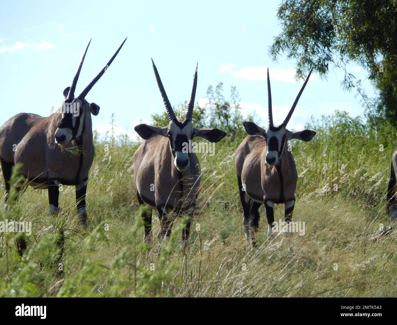 A group of South African oryxes inhabiting savanna Stock Photo - Alamy