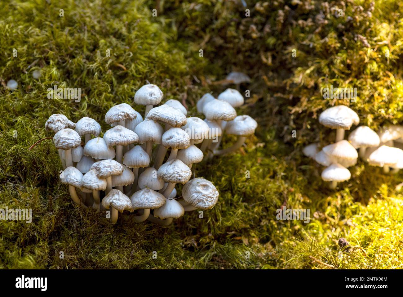 A closeup of wild mushrooms with small white caps grown on a mossy ...