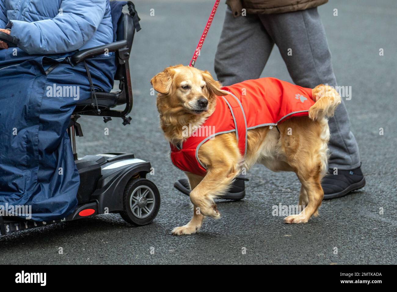 Disabled dog owner walking Labrador wearing red dog coat in Southport ...