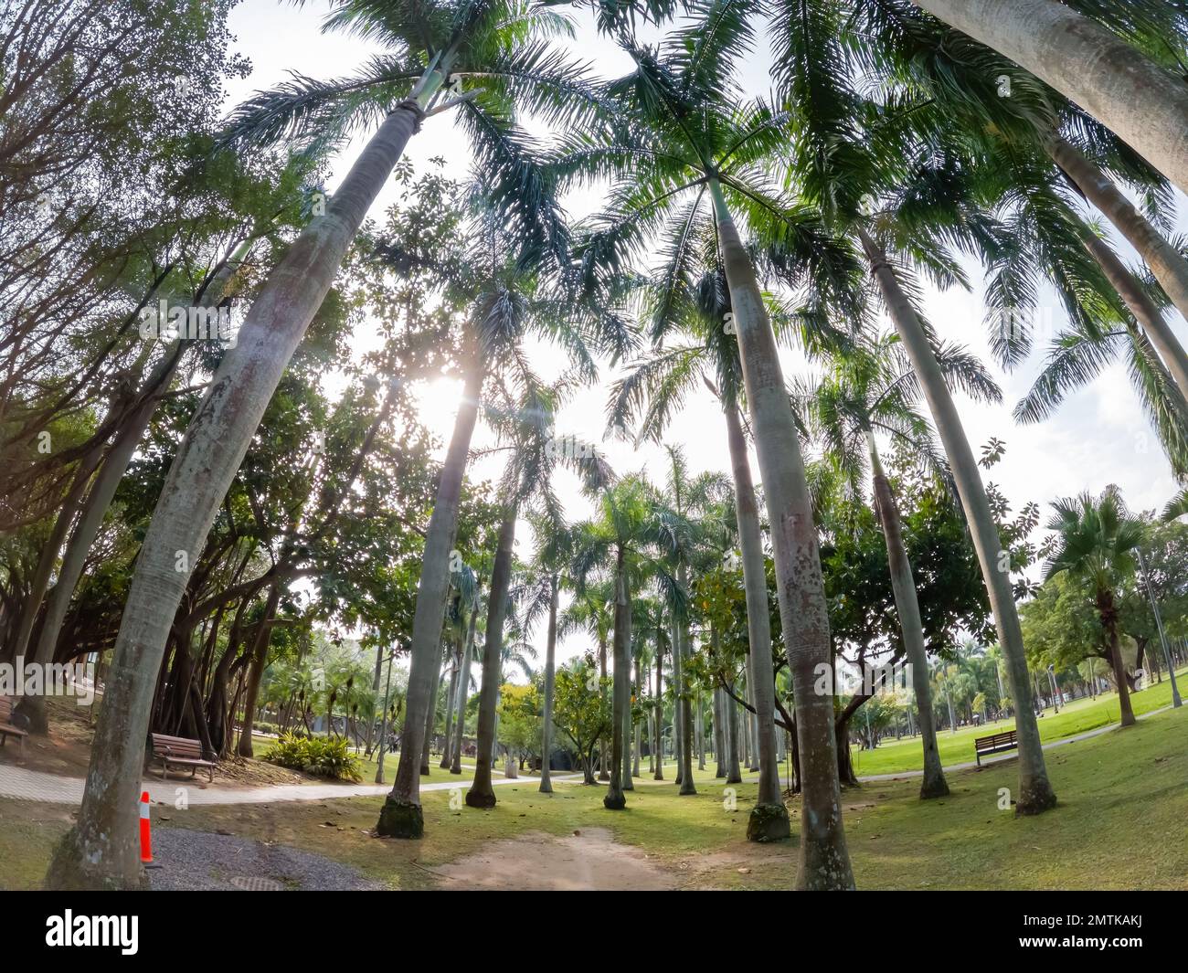 Walking in the Daan Forest Park at Taipei, Taiwan Stock Photo - Alamy