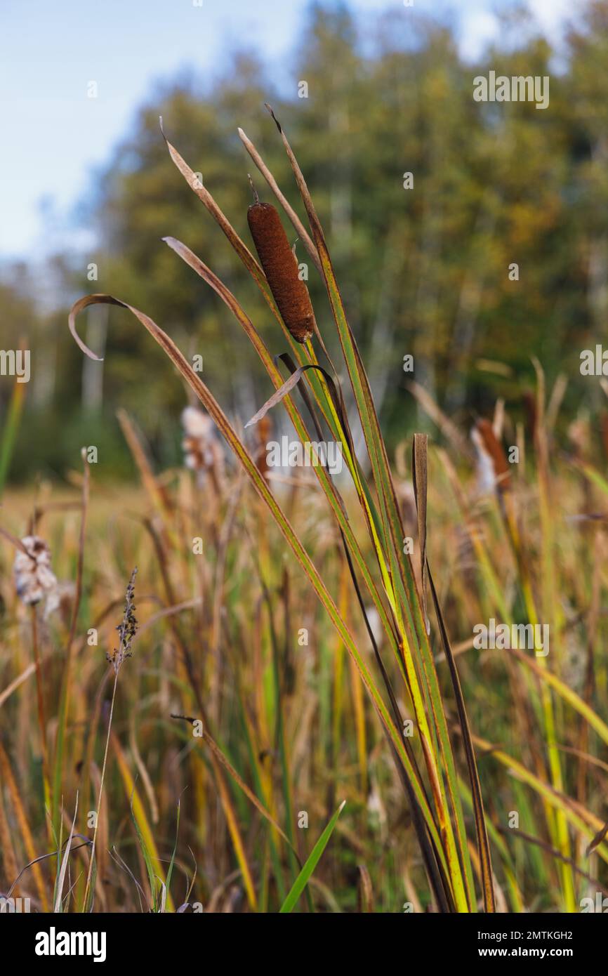 The Bull rushes at Moosehorn National Wildlife Refuge Stock Photo - Alamy