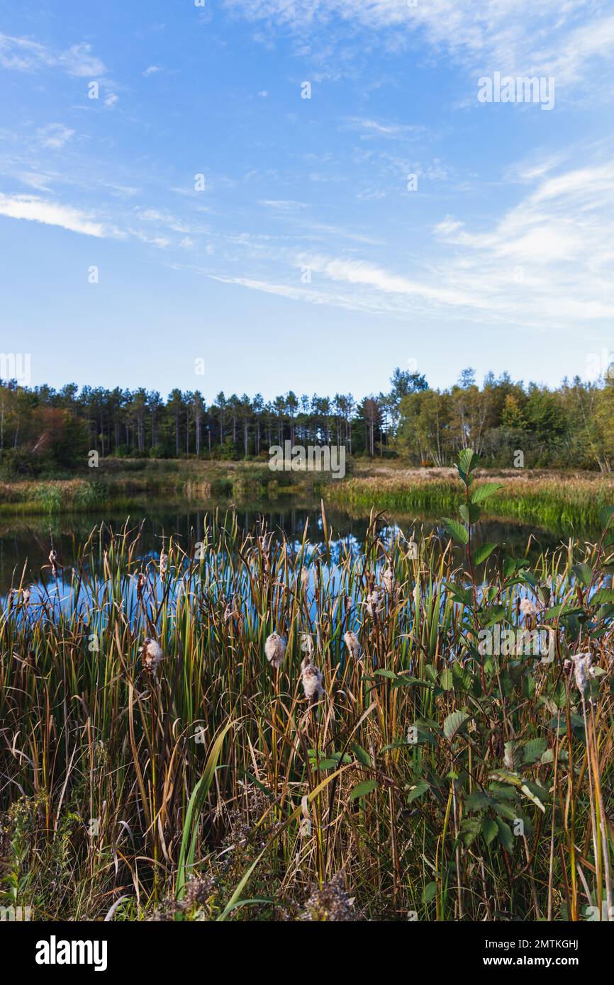 The Bull rushes at Moosehorn National Wildlife Refuge Stock Photo - Alamy