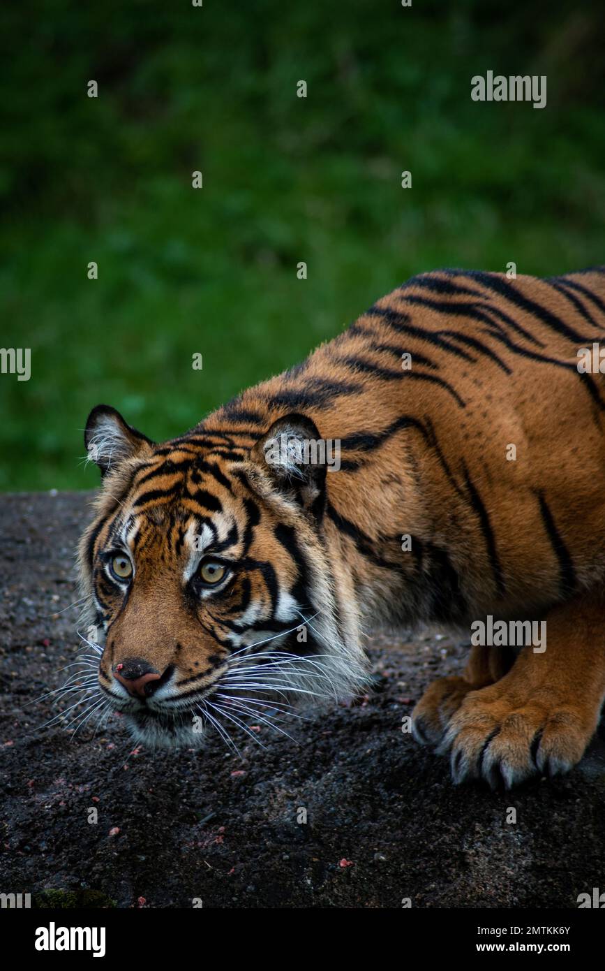 A vertical shot of a startled tiger standing on a rock and staring to ...