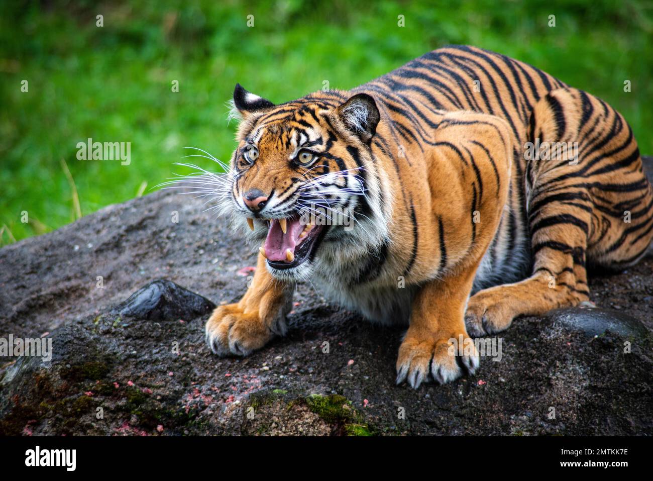 An angry roaring tiger standing on a rock with grass in the background ...