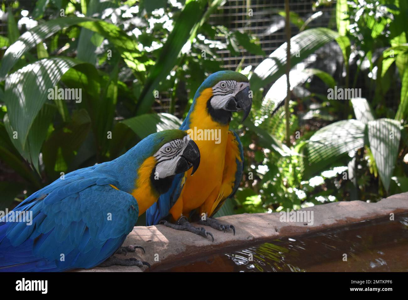Aves amazonas hi-res stock photography and images - Alamy