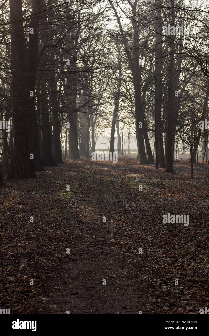 A beautiful view of leafless trees in a foggy and moist forest on ...