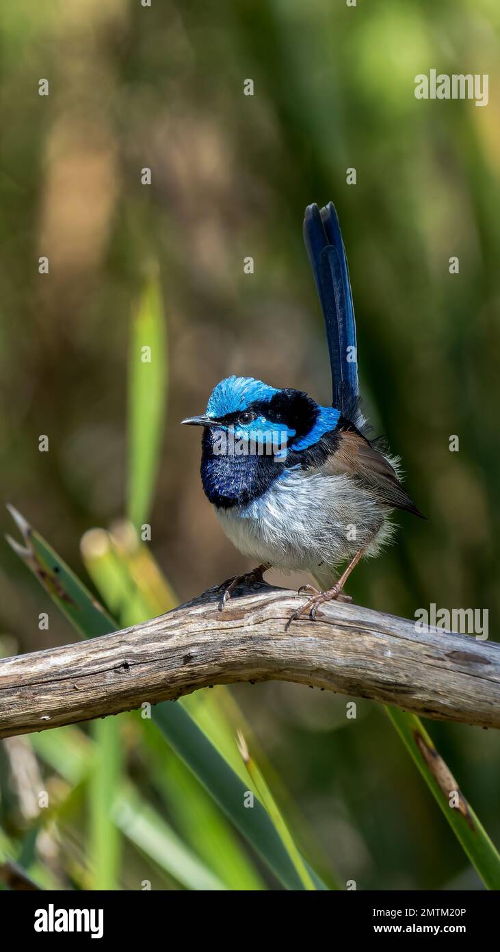 Fairywren habitat hi-res stock photography and images - Alamy