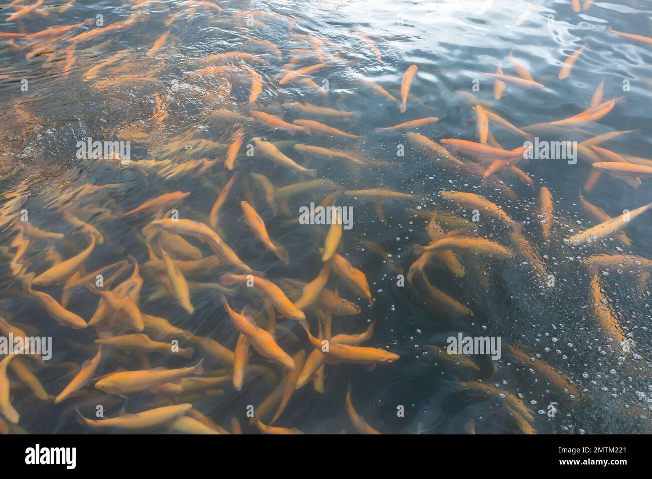 Gold trout fish farm swims hi-res stock photography and images - Alamy