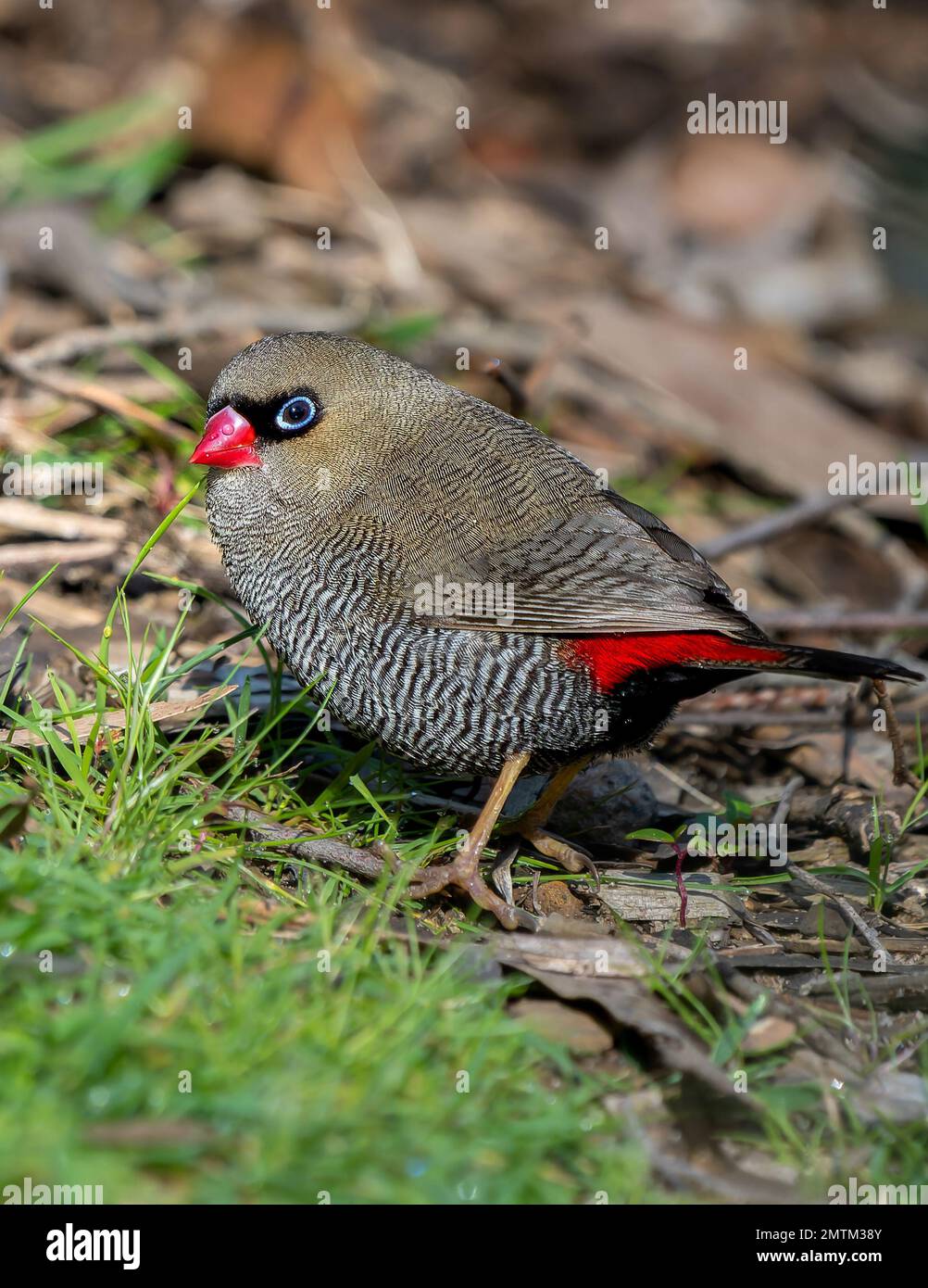 Beautiful firetail finch hi-res stock photography and images - Alamy