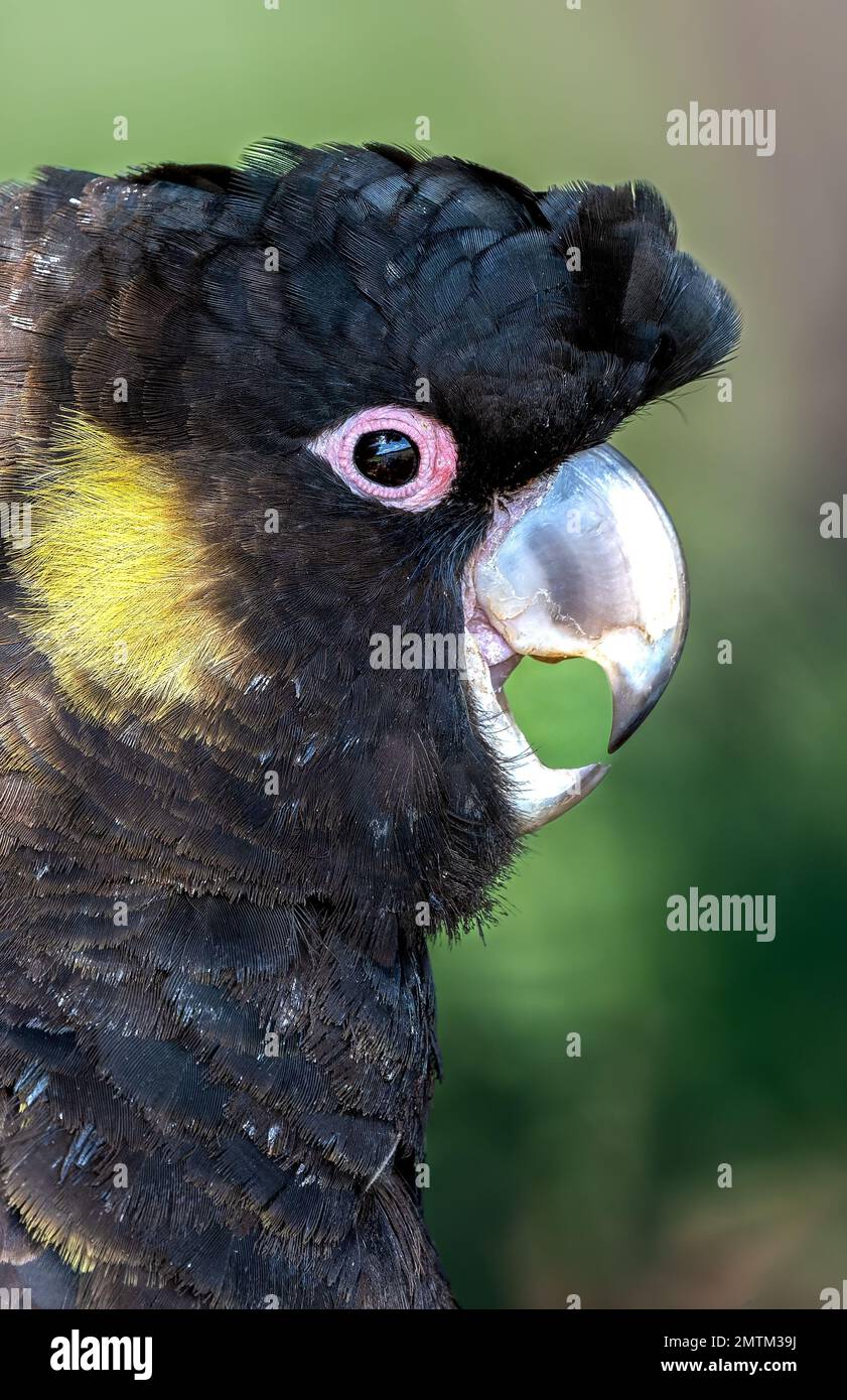 A closeup portrait of a beautiful yellow-tailed black cockatoo Stock ...