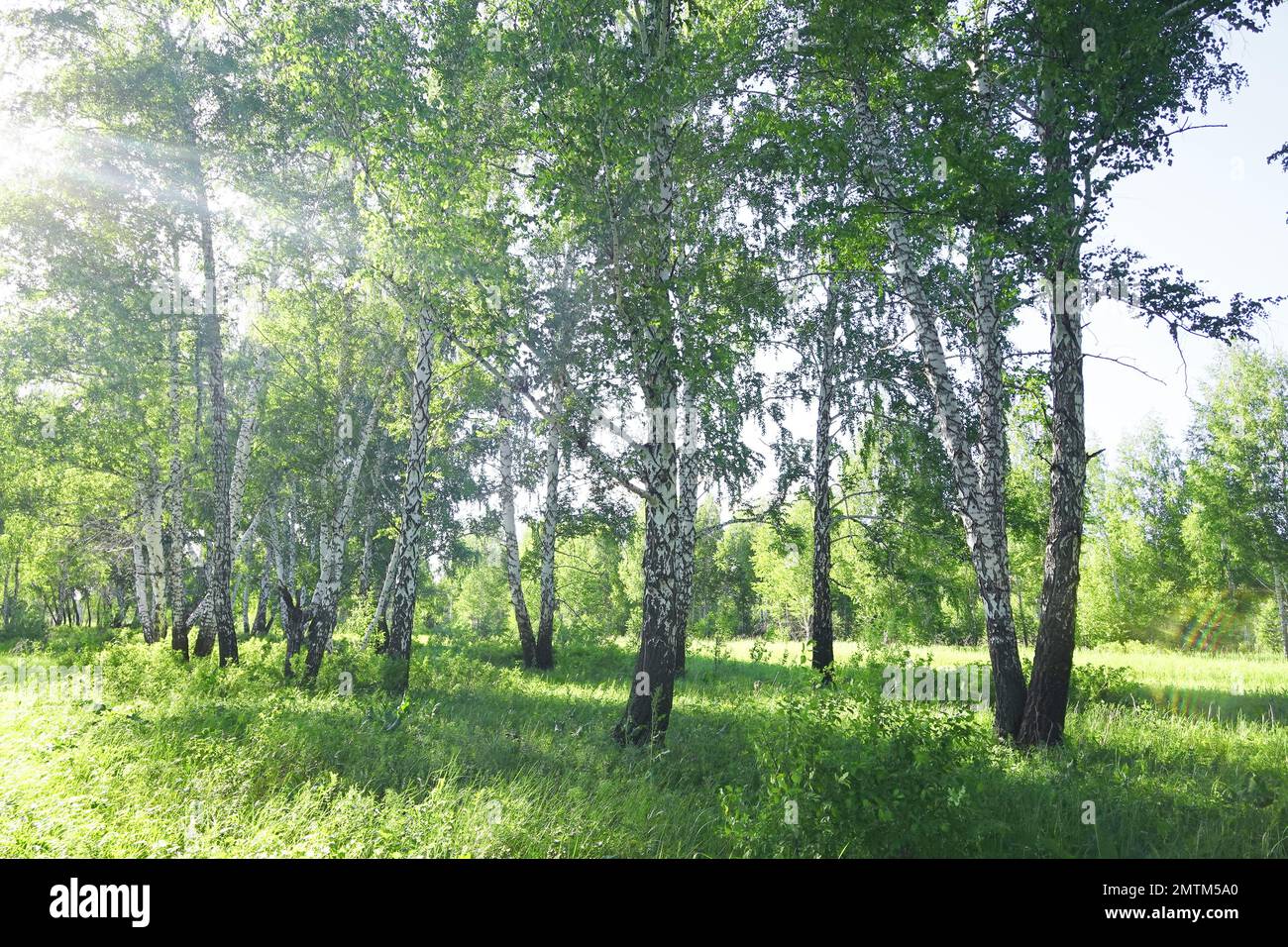Summer birch forest with sun Stock Photo - Alamy