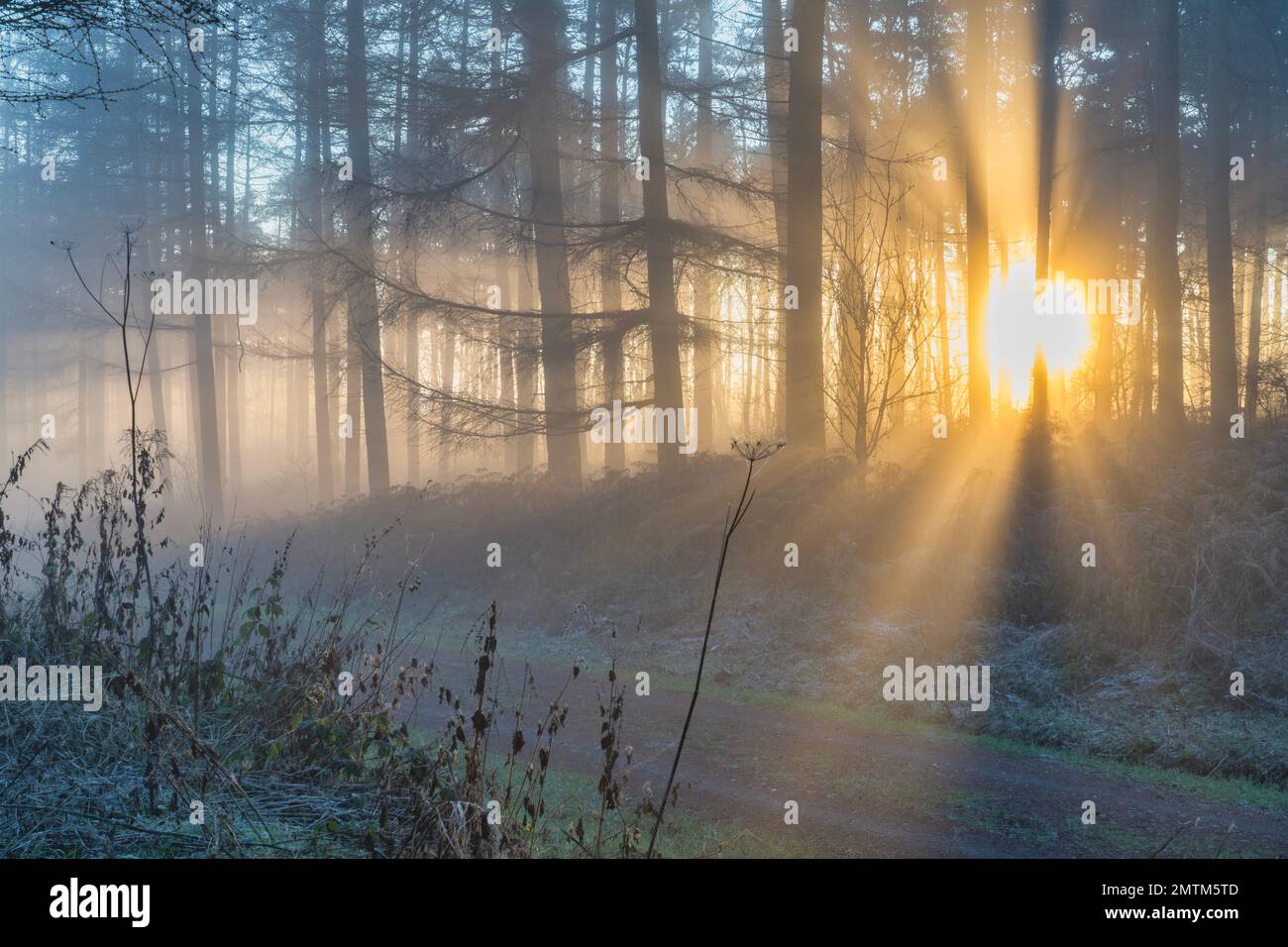 Misty woodland and setting suns rays through trees in Wass bank Wood ...