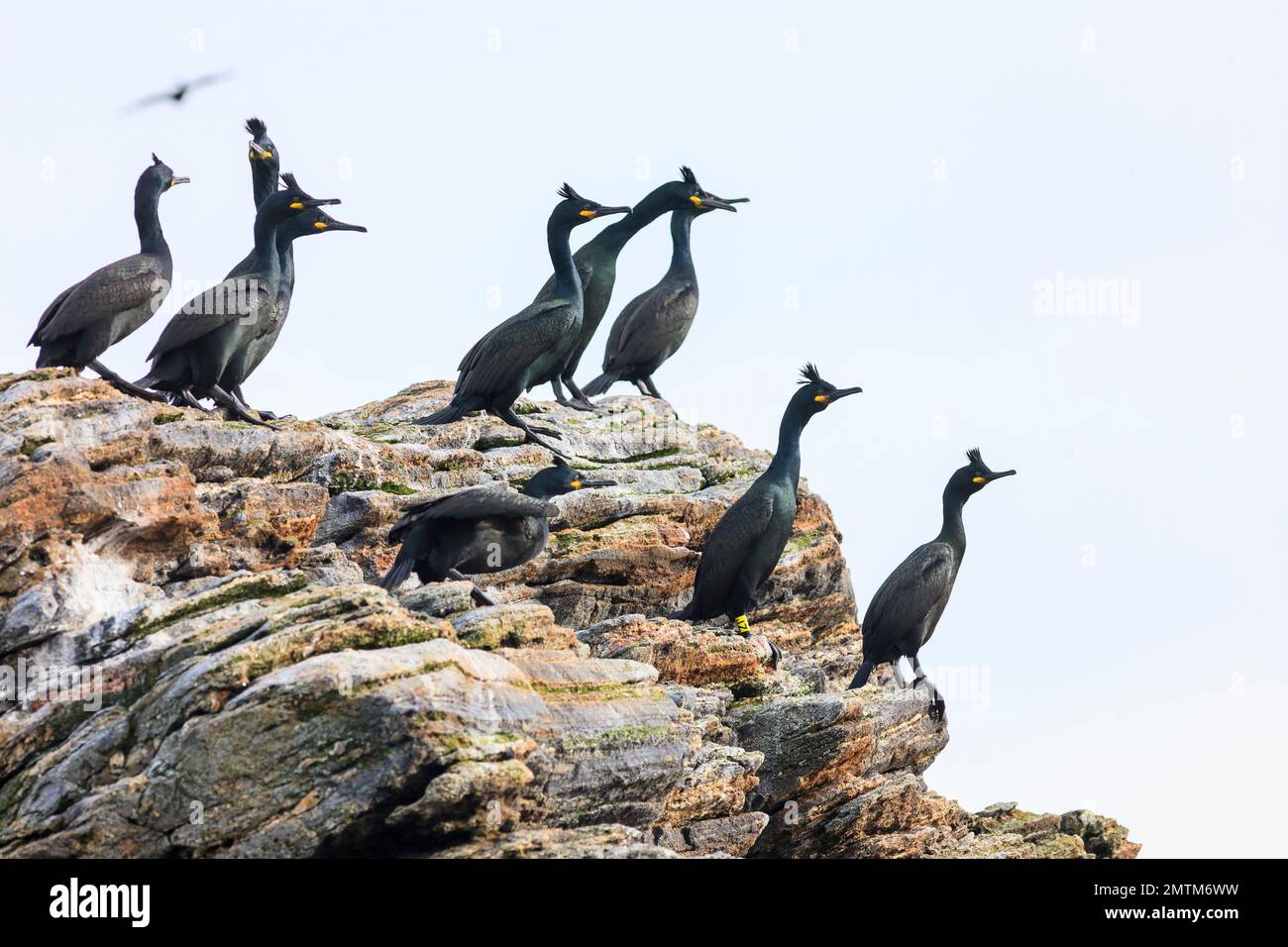 Flock of shags hi-res stock photography and images - Alamy