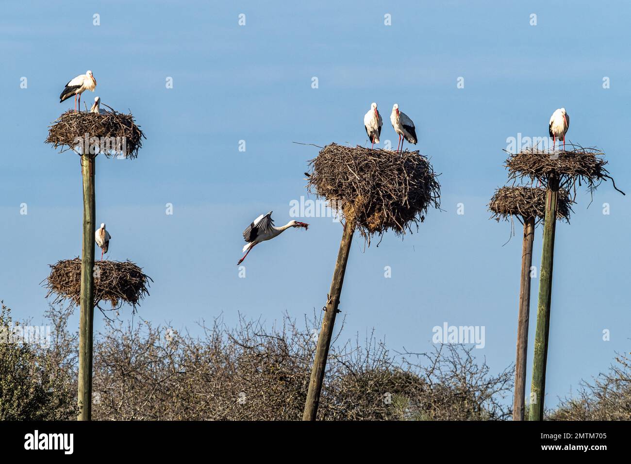 Ciconia ciconia Storks colony in a protected area at Los Barruecos ...