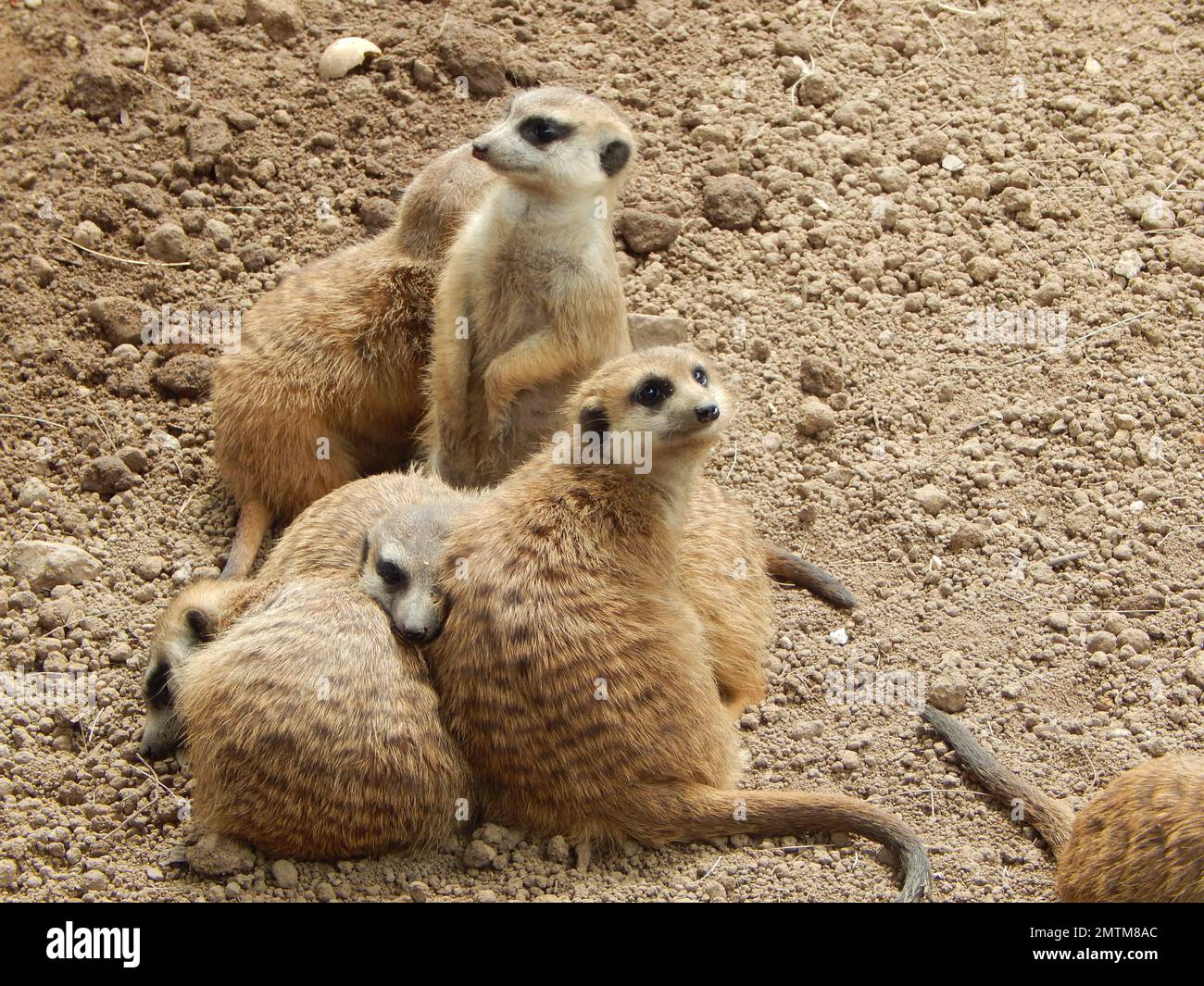 Furry suricates with large eyes and pointed snouts Stock Photo - Alamy