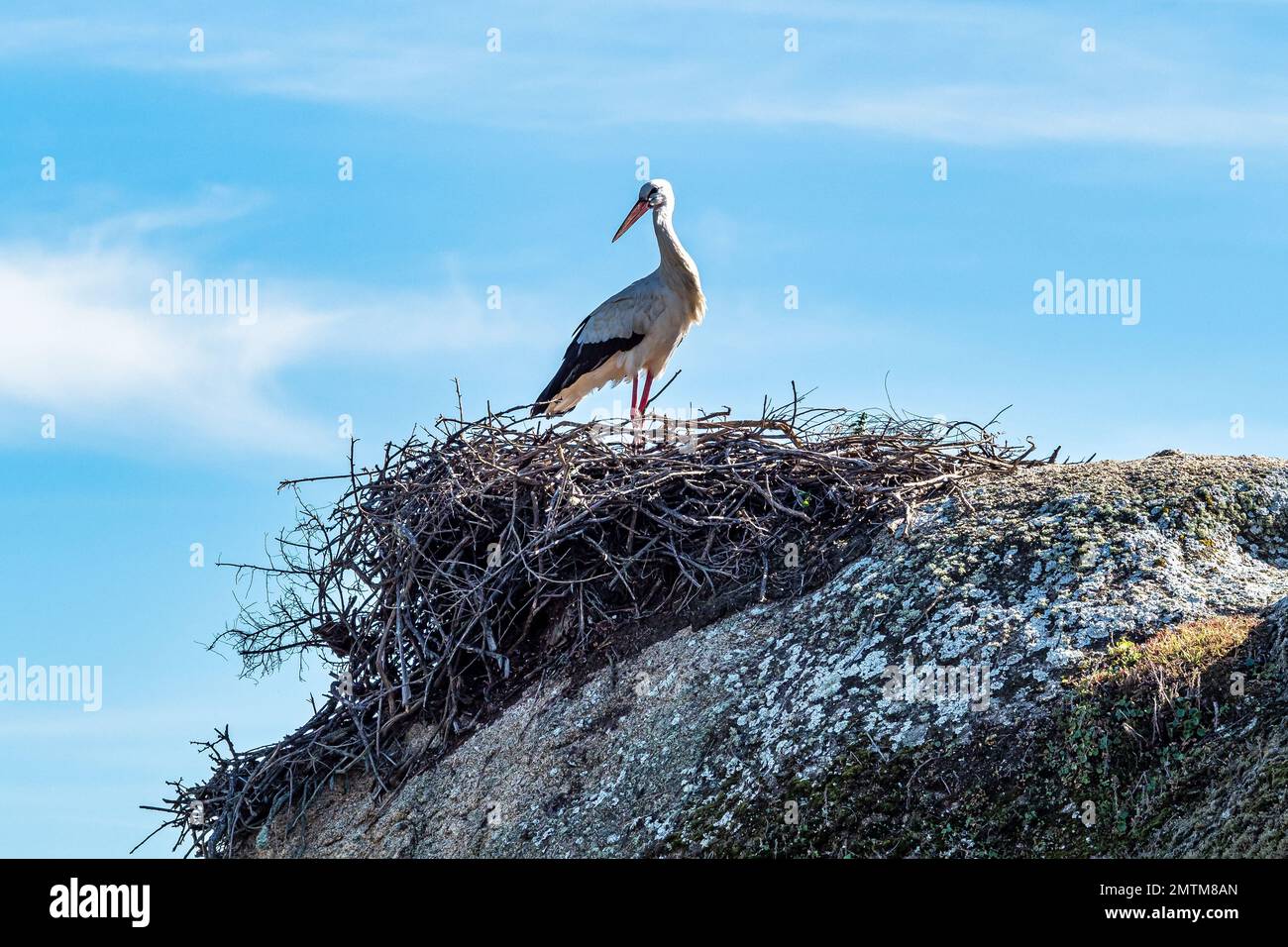 Ciconia ciconia Storks colony in a protected area at Los Barruecos ...