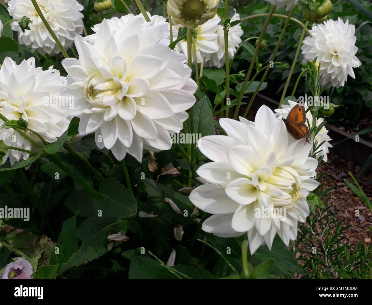 Multiple flowers hi-res stock photography and images - Alamy