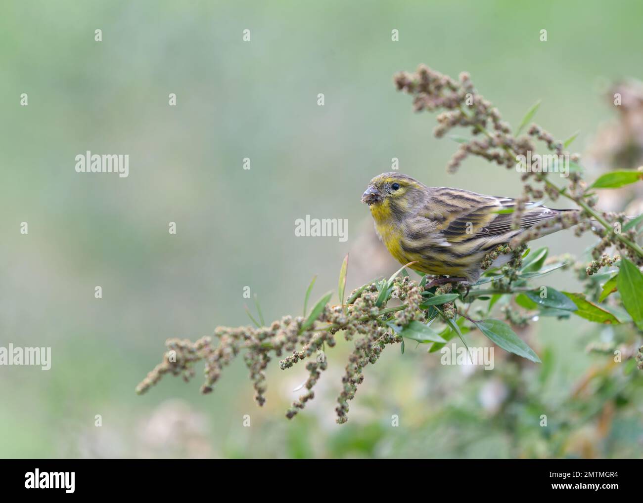 European Serin (Serinus serinus) male bird perched on wild plant ...