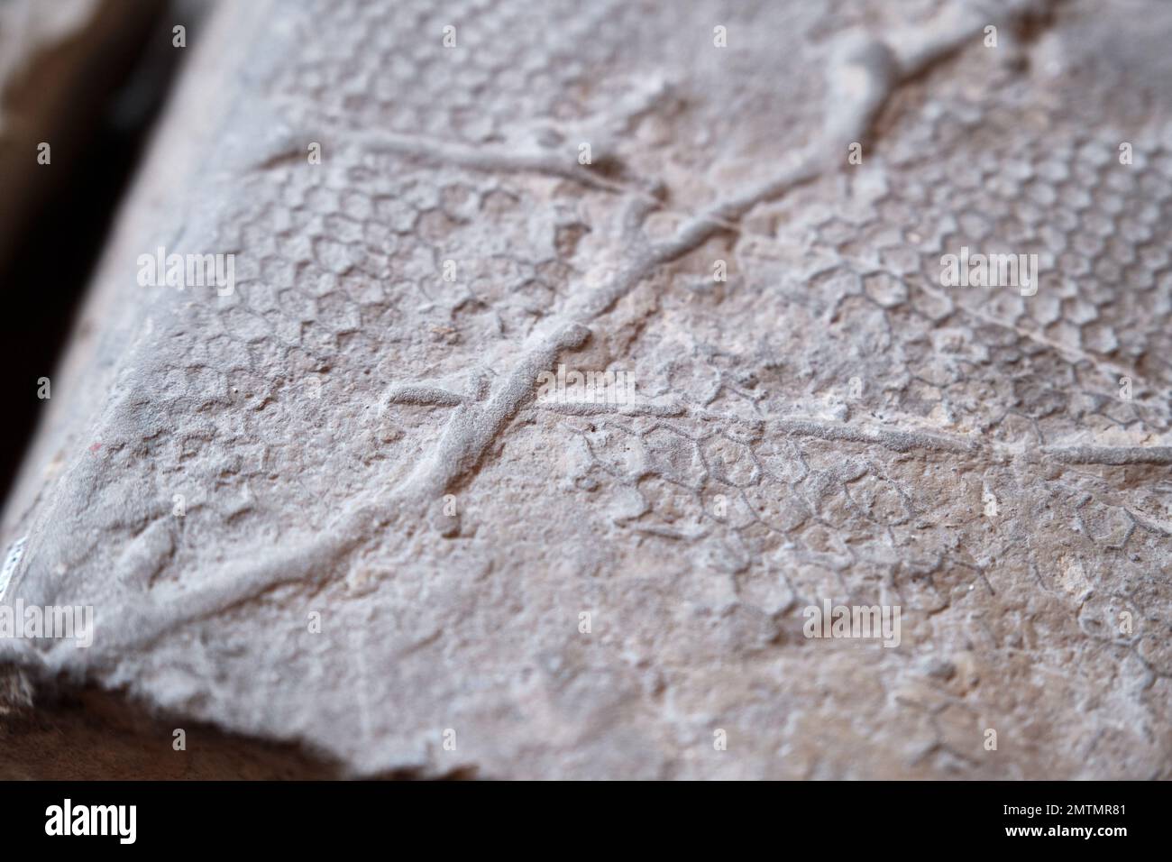 Burrow fossil hi-res stock photography and images - Alamy