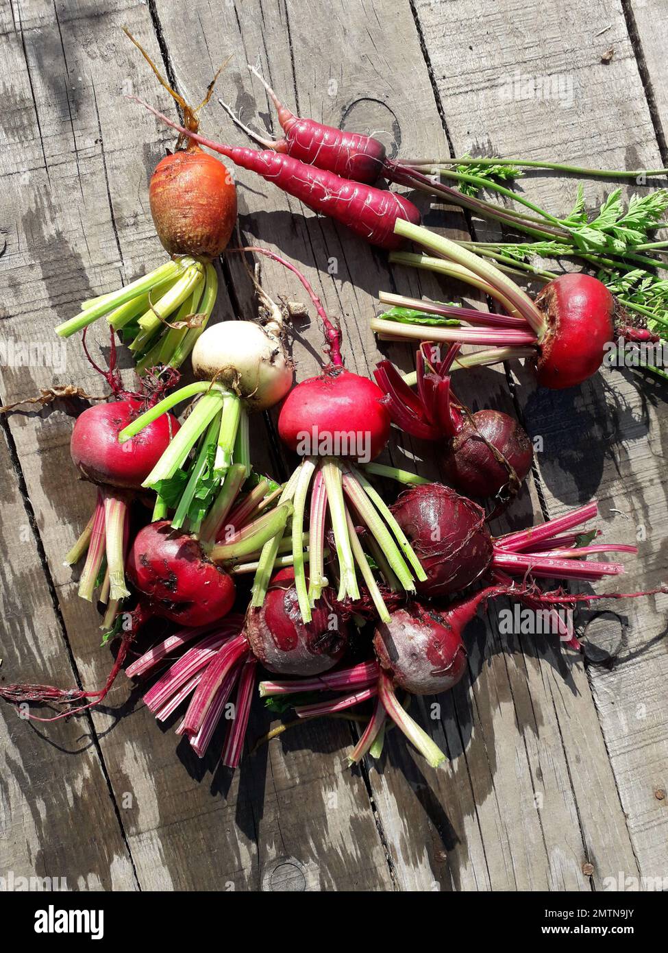 UK farming beetroot Stock Photo - Alamy